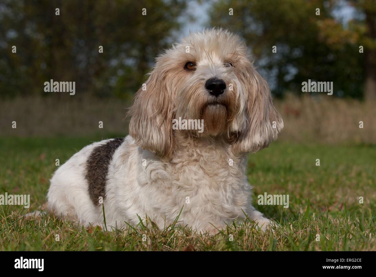 Petit Basset Griffon Vendeen Brown