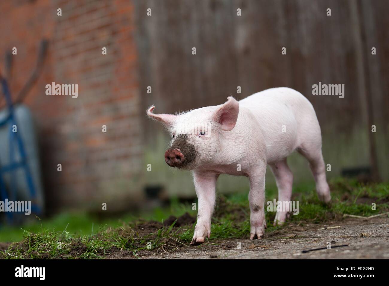 Piglet hi-res stock photography and images - Alamy