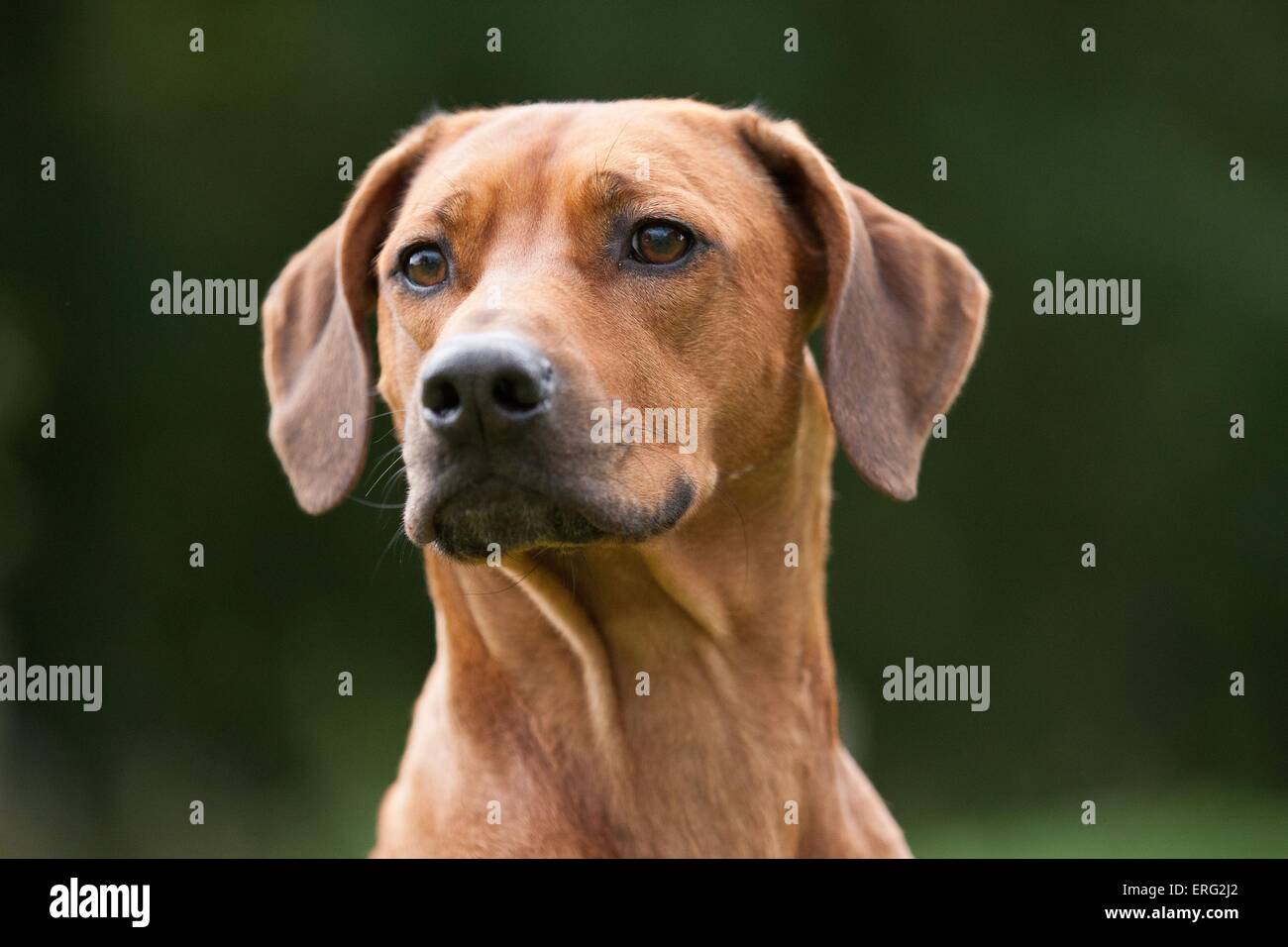 Rhodesian Ridgeback Portrait Stock Photo - Alamy