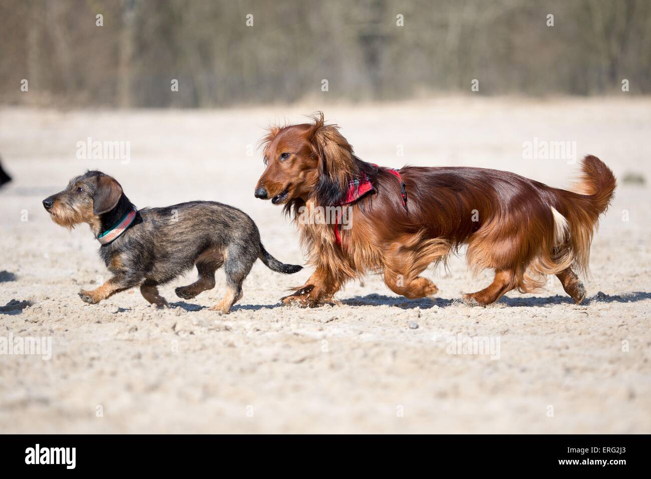 Dachshunds hi-res stock photography and images - Alamy