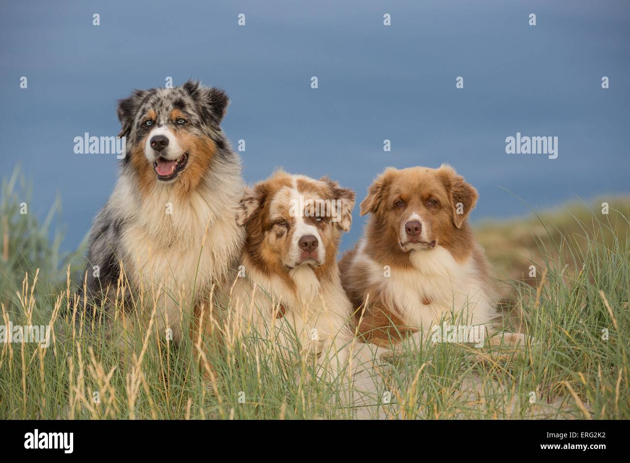 3 Australian Shepherds Stock Photo - Alamy