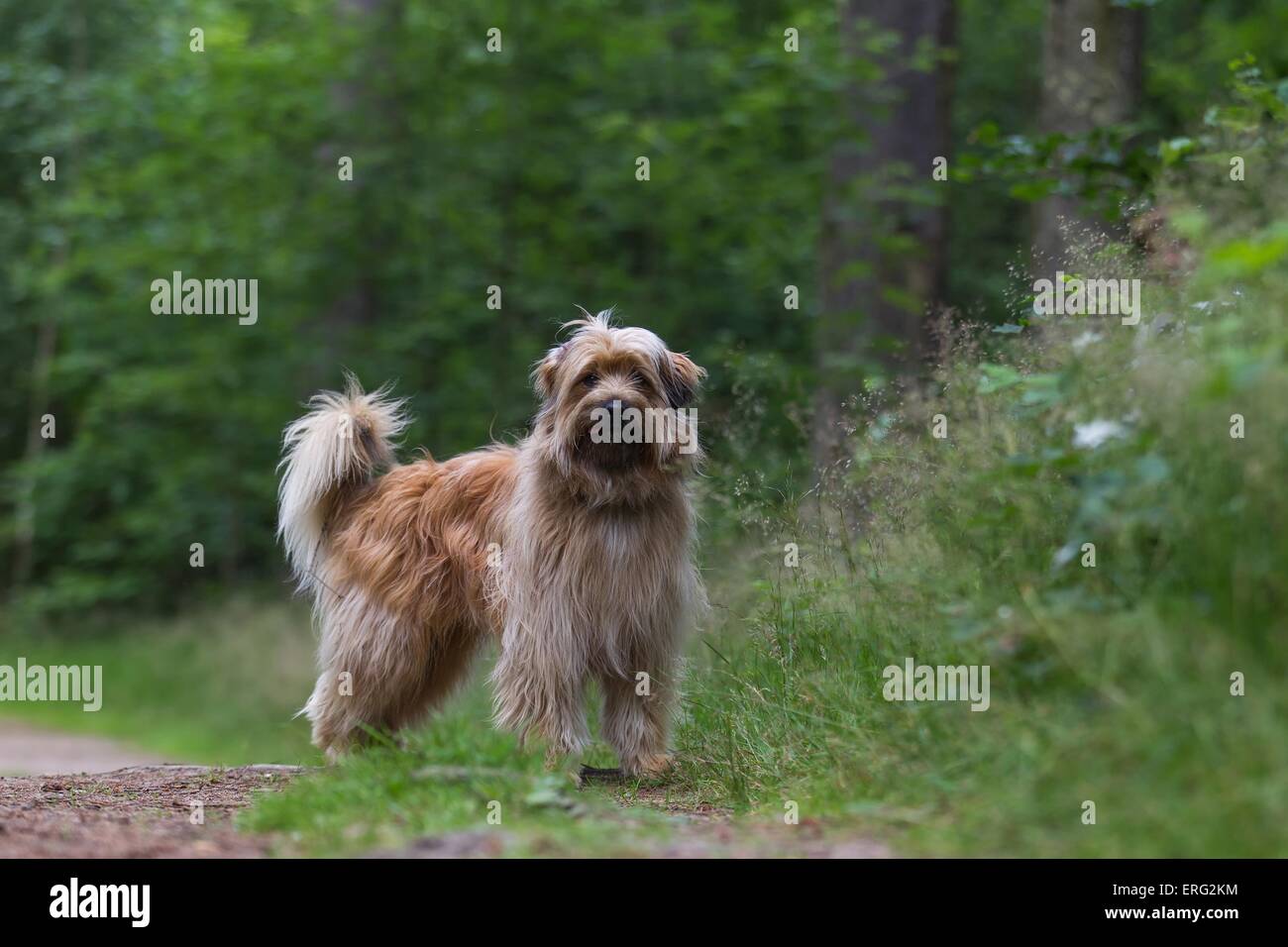Pyrenean shepherds hi-res stock photography and images - Alamy