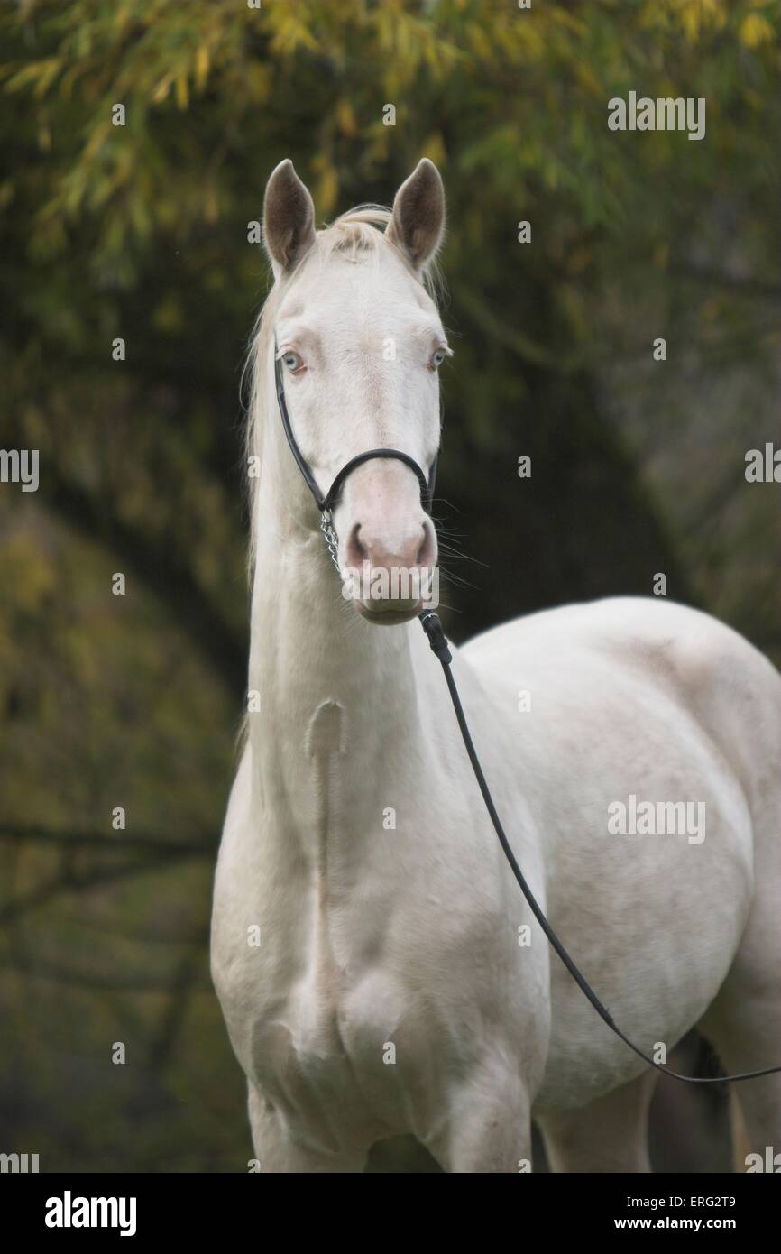 Achal teke horse hi-res stock photography and images - Alamy