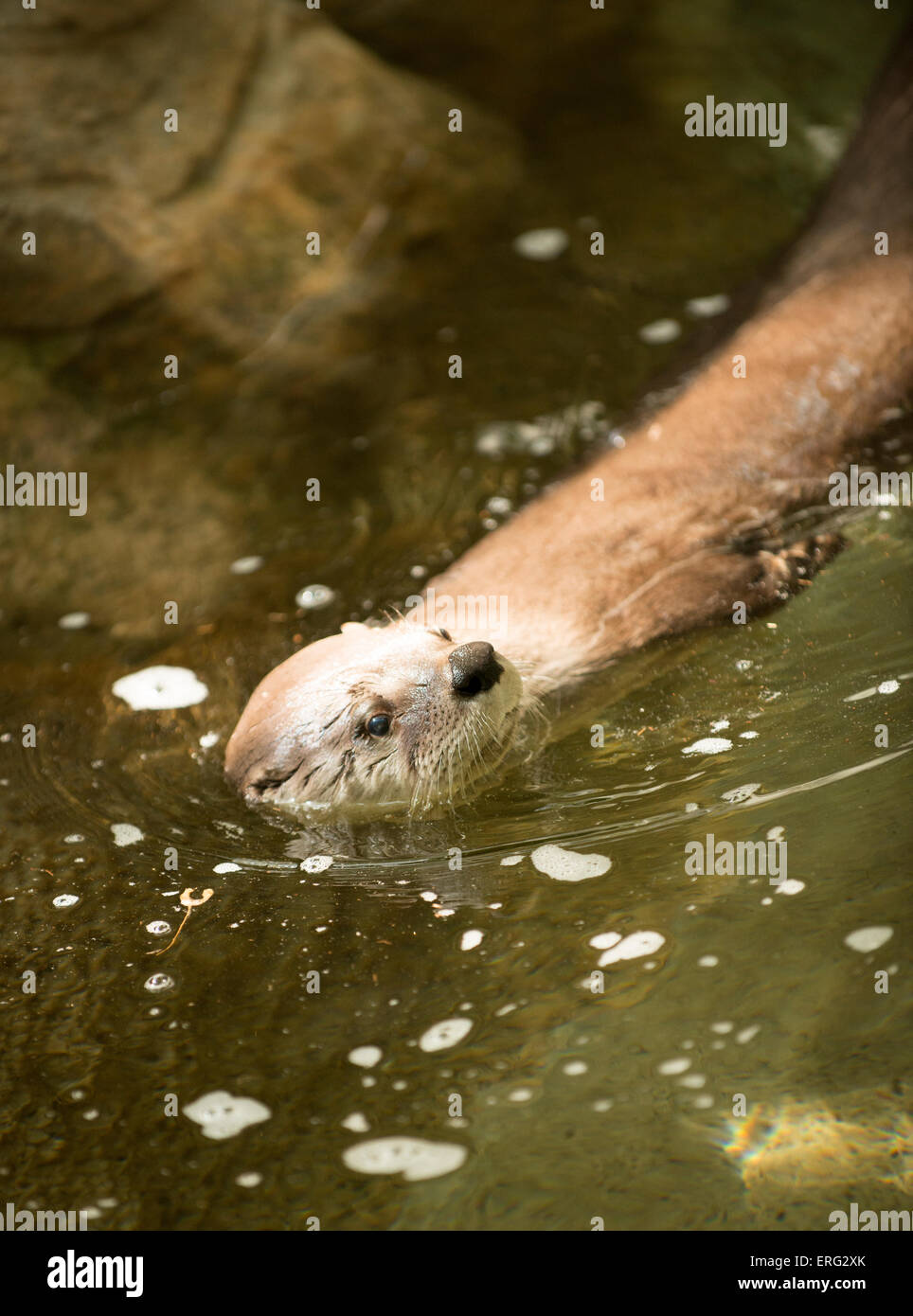 Family Fun in Montreal, Quebec, Canada. Biosphere Museum. Sea otter ...