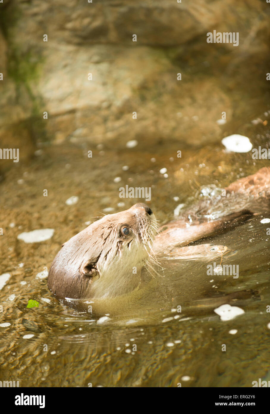 Family Fun in Montreal, Quebec, Canada. Biosphere Museum. Sea otter ...