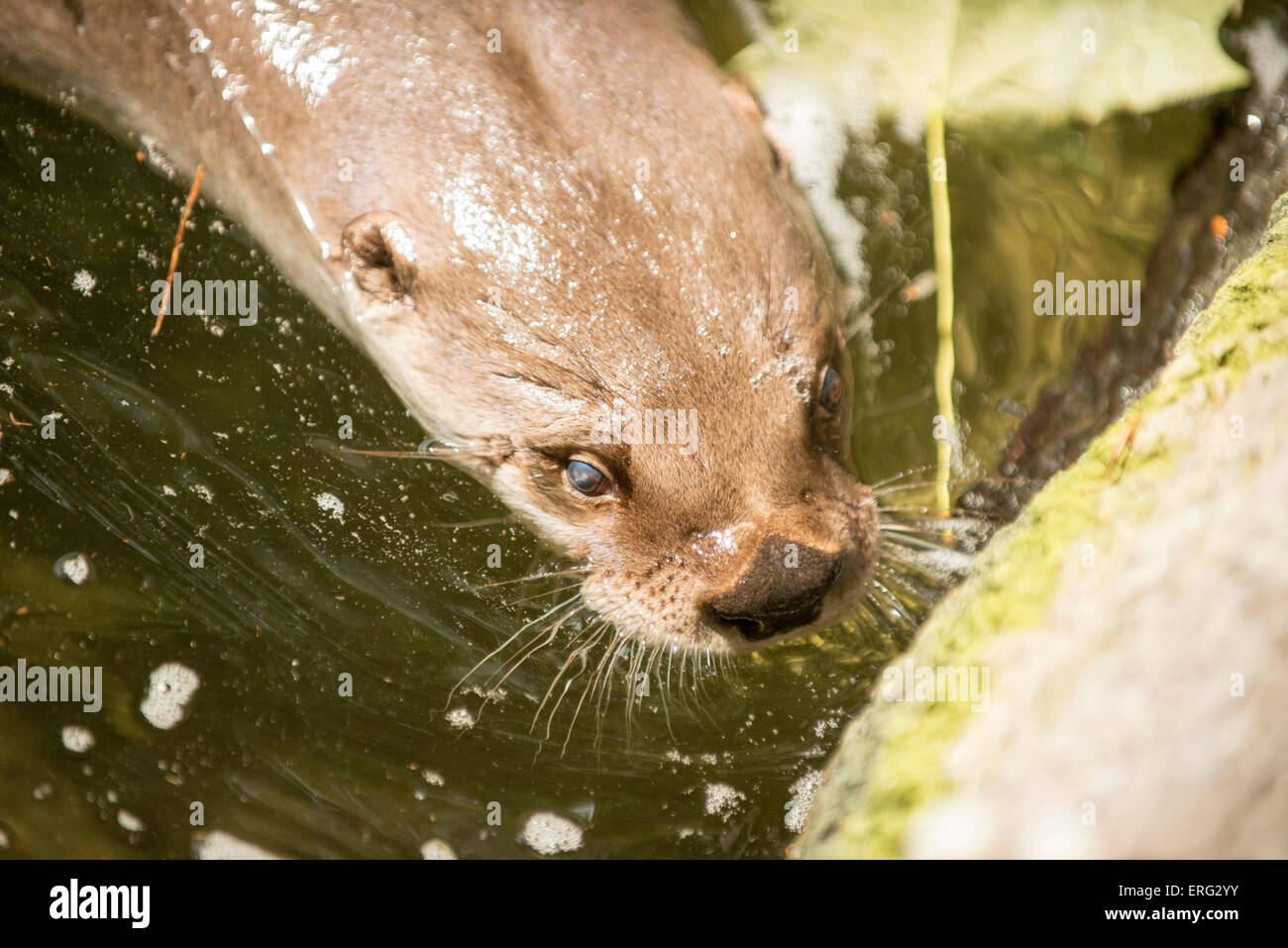 Family Fun in Montreal, Quebec, Canada. Biosphere Museum. Sea otter ...