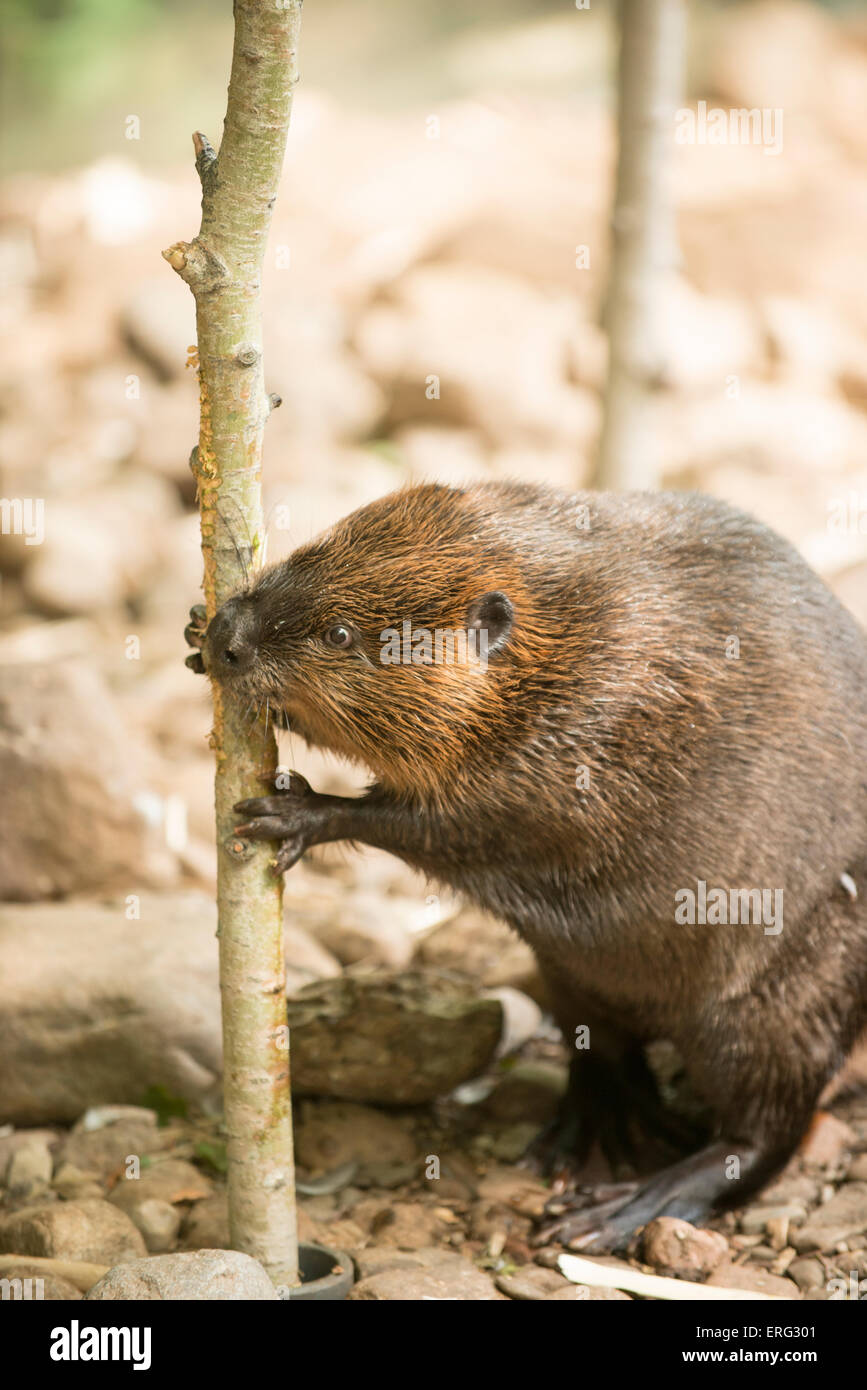 Family Fun in Montreal, Quebec, Canada. Biosphere Museum. Beaver ...