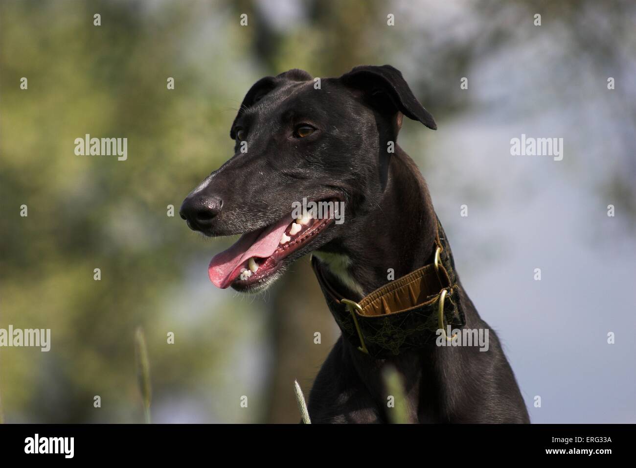 Smooth galgo hi-res stock photography and images - Alamy