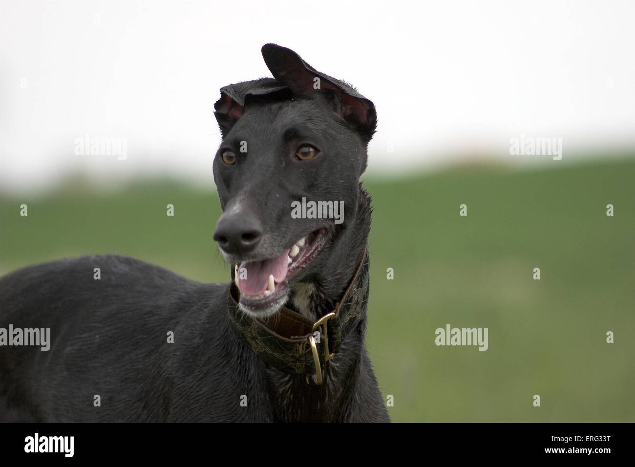Crazy hair animals hi-res stock photography and images - Alamy