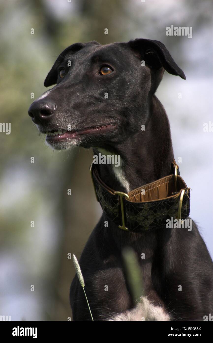 Smooth galgo hi-res stock photography and images - Alamy
