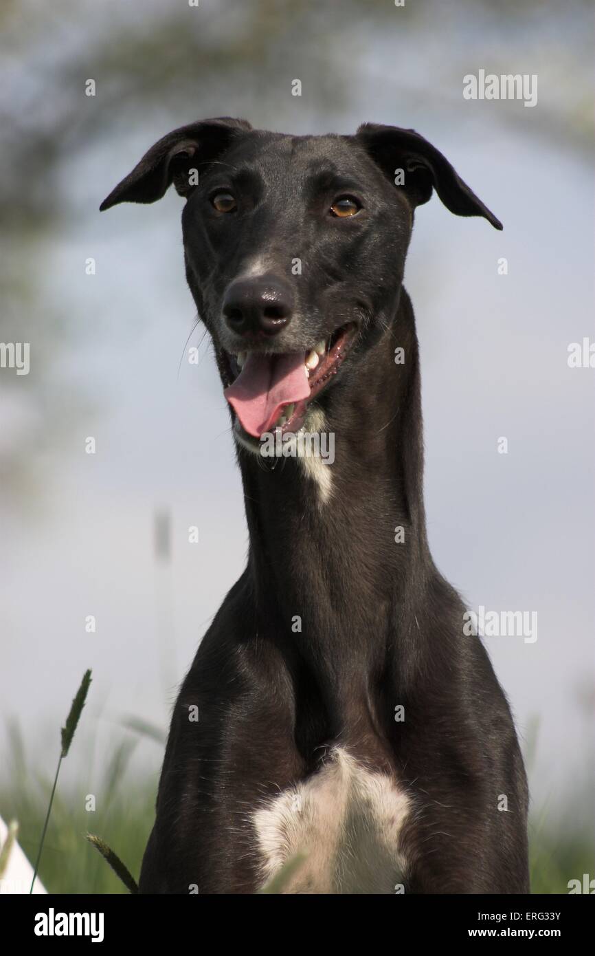 Smooth galgo hi-res stock photography and images - Alamy