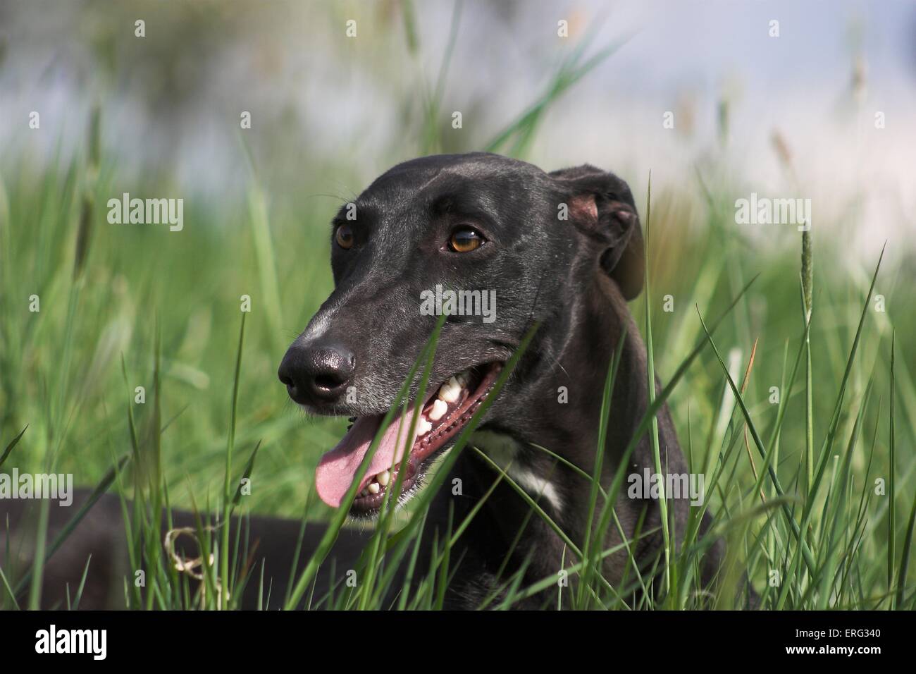 Smooth galgo hi-res stock photography and images - Alamy