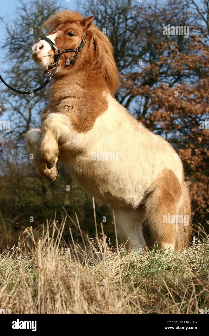 Rearing ponies hi-res stock photography and images - Alamy