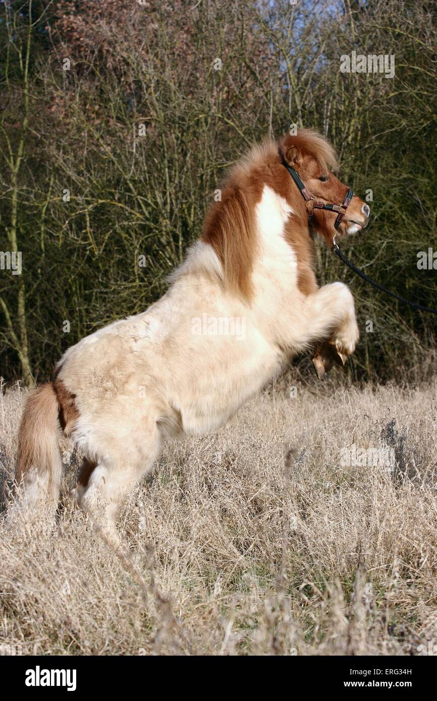 Mini Shetlandpony Stock Photos & Mini Shetlandpony Stock Images - Alamy
