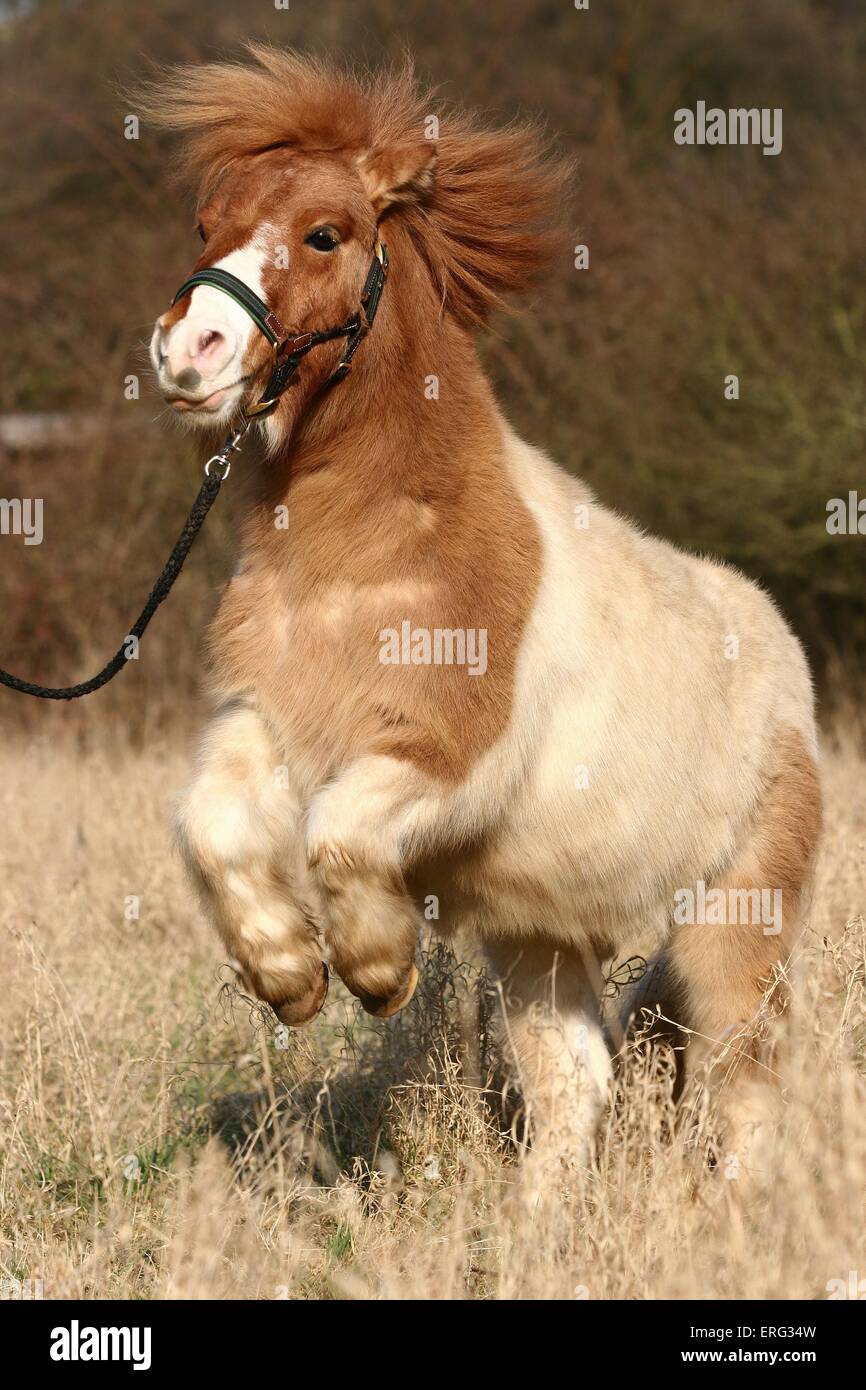 Mini Shetlandpony Stock Photos & Mini Shetlandpony Stock Images - Alamy