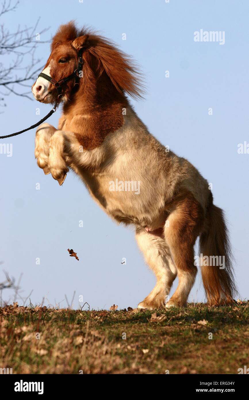 Mini Shetlandpony Stock Photos & Mini Shetlandpony Stock Images - Alamy