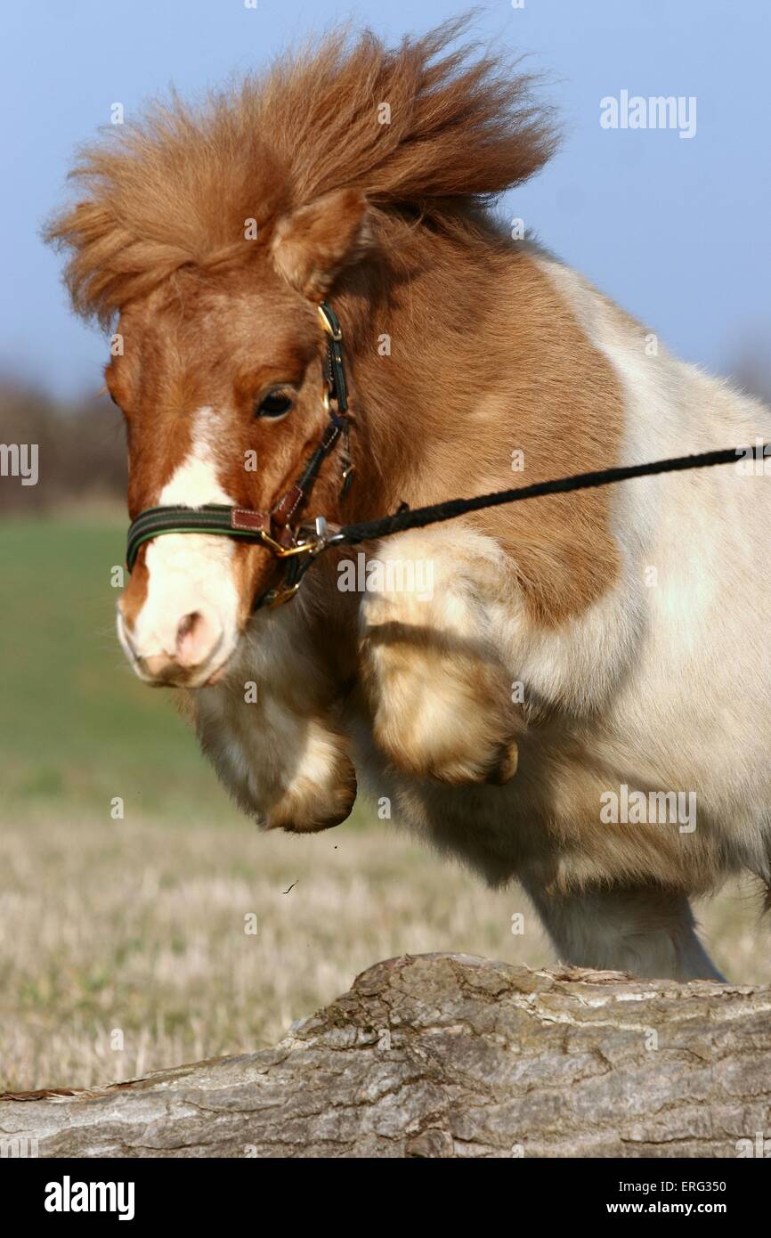Mini Horses Jumping Really High