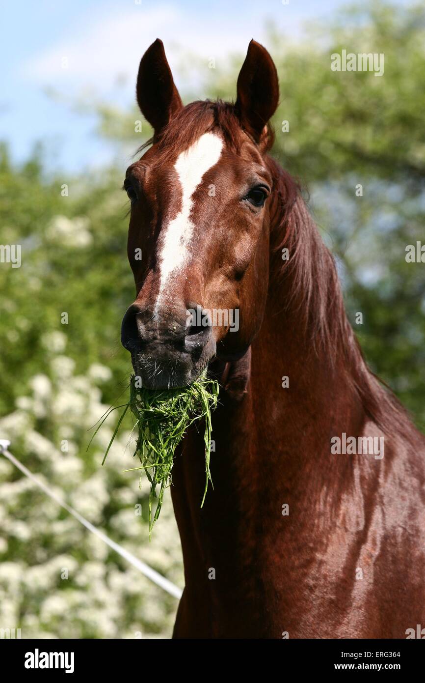 Stallion Behavior High Resolution Stock Photography and Images - Alamy