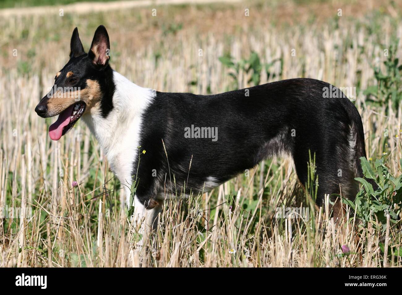 Shorthaired collie hi-res stock photography and images - Alamy