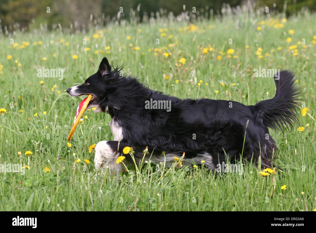 Border collie and frisbee hi-res stock photography and images - Alamy