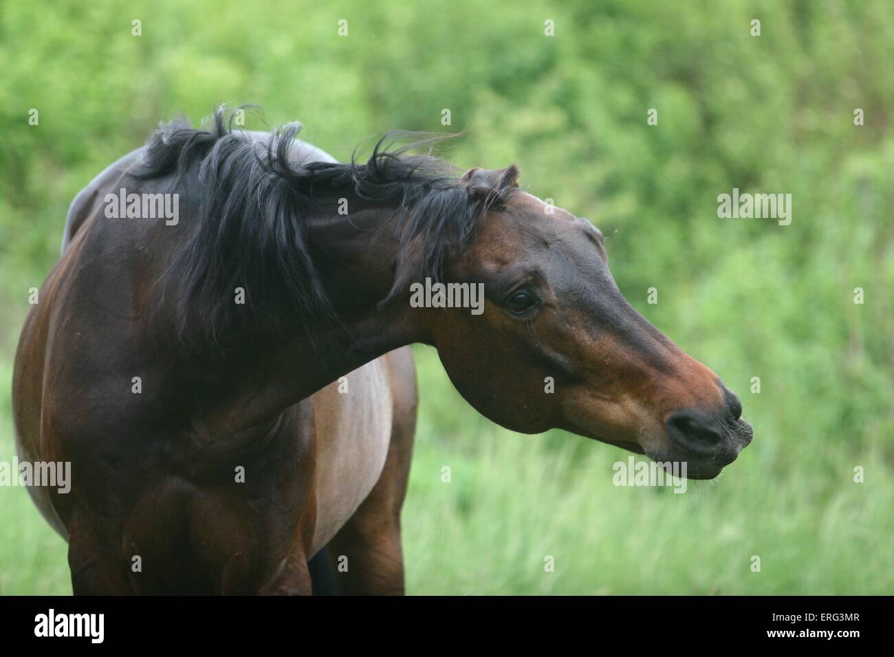 Hanoverian horse hi-res stock photography and images - Alamy