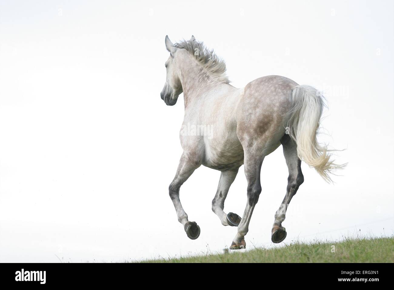 Horse Galloping Away High Resolution Stock Photography and Images - Alamy