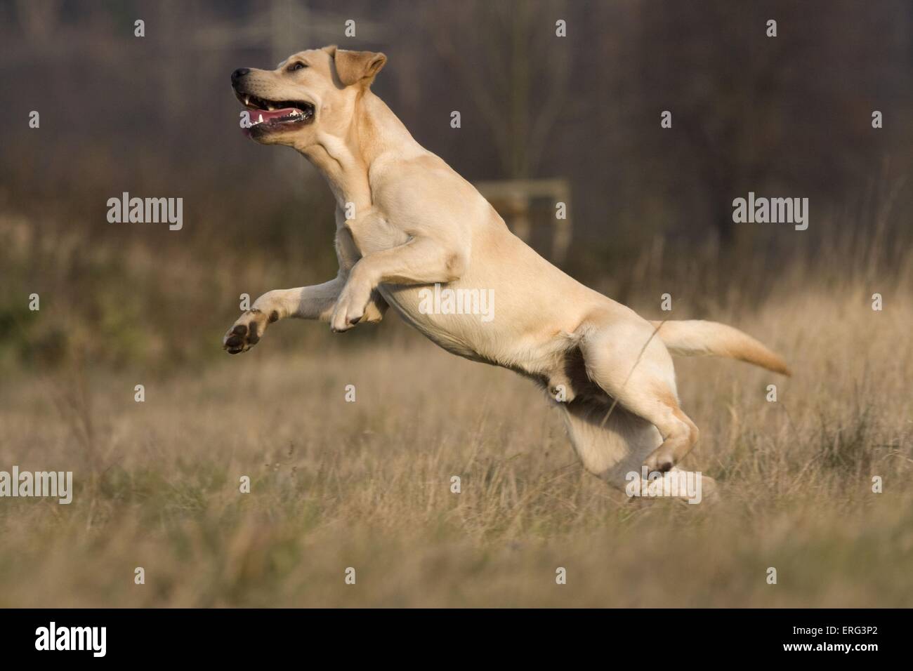 running Labrador Retriever Stock Photo - Alamy