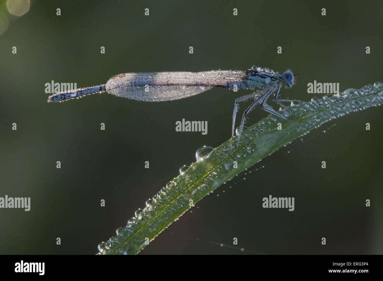 White legged damselflies hi-res stock photography and images - Alamy