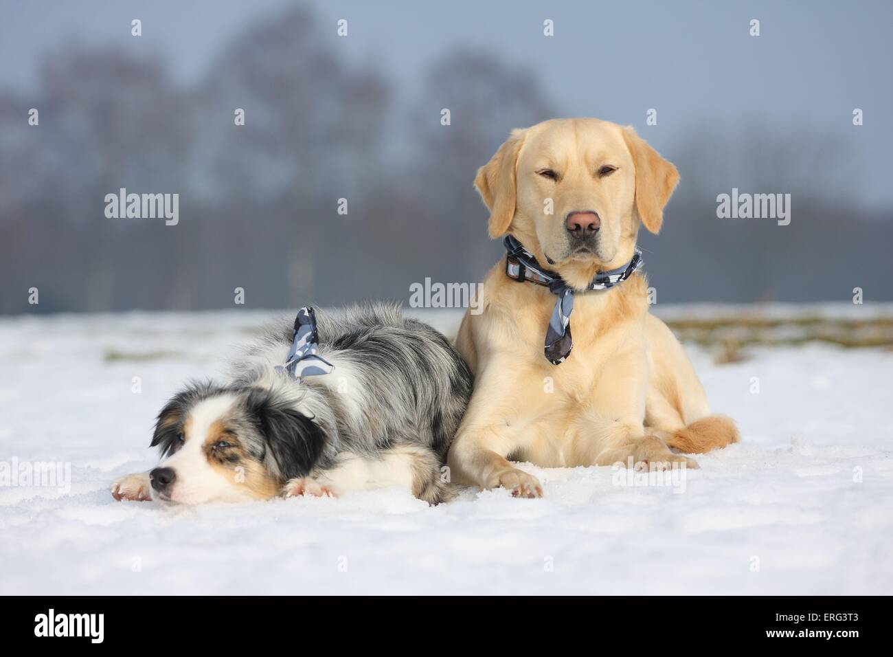 Labrador Retriever and mongrel Stock Photo - Alamy