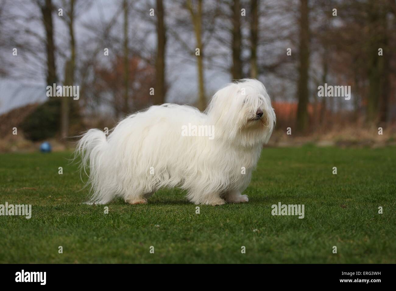 Coton de tulear breed hi-res stock photography and images - Alamy
