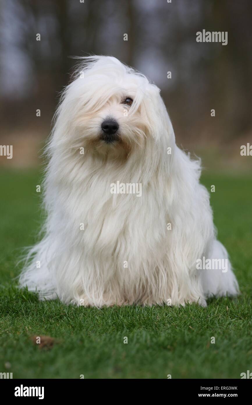 Coton de tulear breed hi-res stock photography and images - Alamy