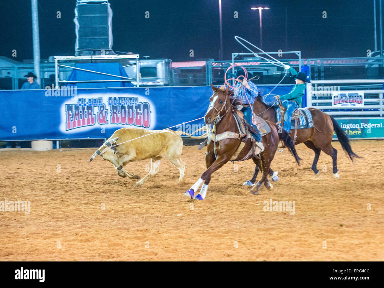 Cowboys Participating in a Calf roping Competition at the Helldorado ...