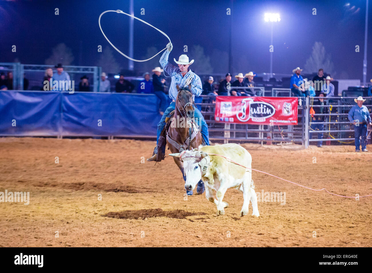Cowboy Participating in a Calf roping Competition at the Helldorado ...