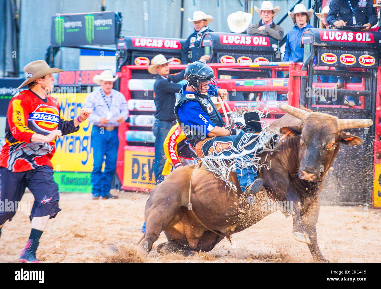 Cowboy Participating in a Bull riding Competition at the Last Cowboy ...