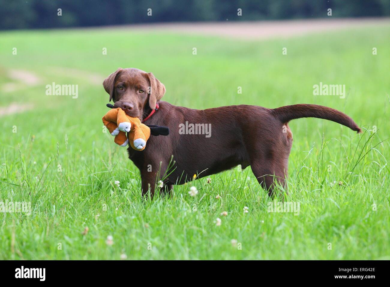 young Labrador Retriever Stock Photo - Alamy