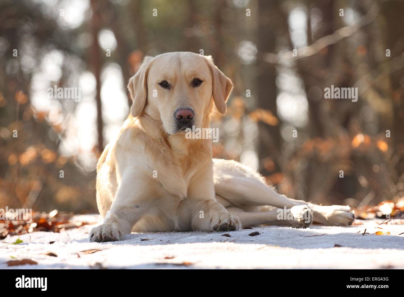 Labrador snow woods hi-res stock photography and images - Alamy