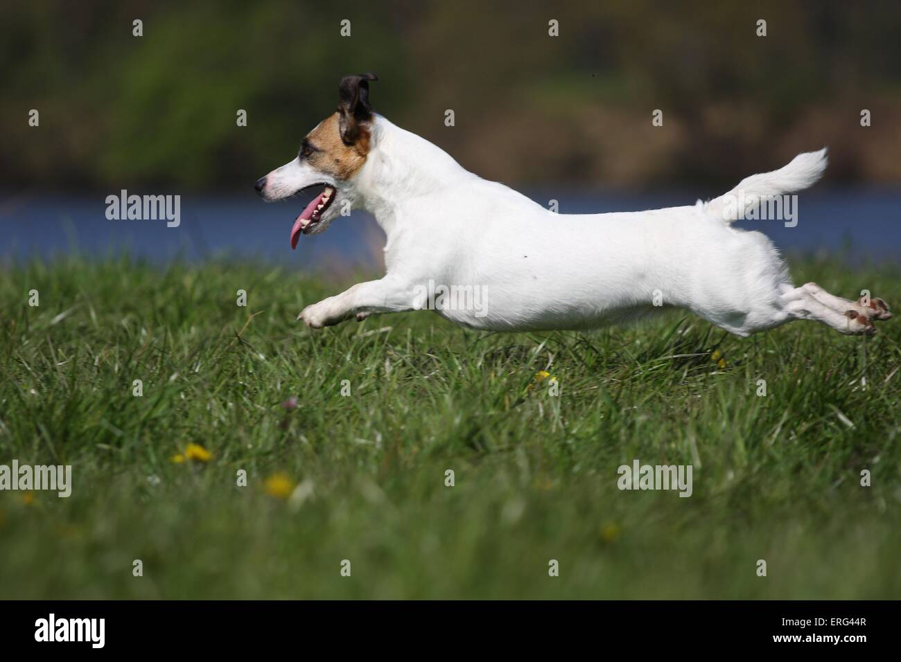 running Jack Russell Terrier Stock Photo - Alamy