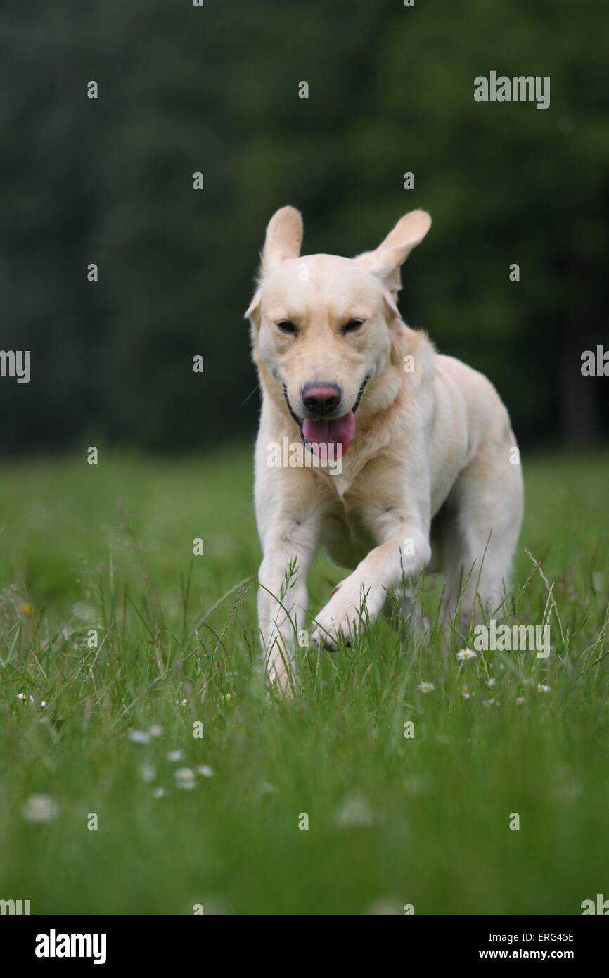 running Labrador Retriever Stock Photo - Alamy