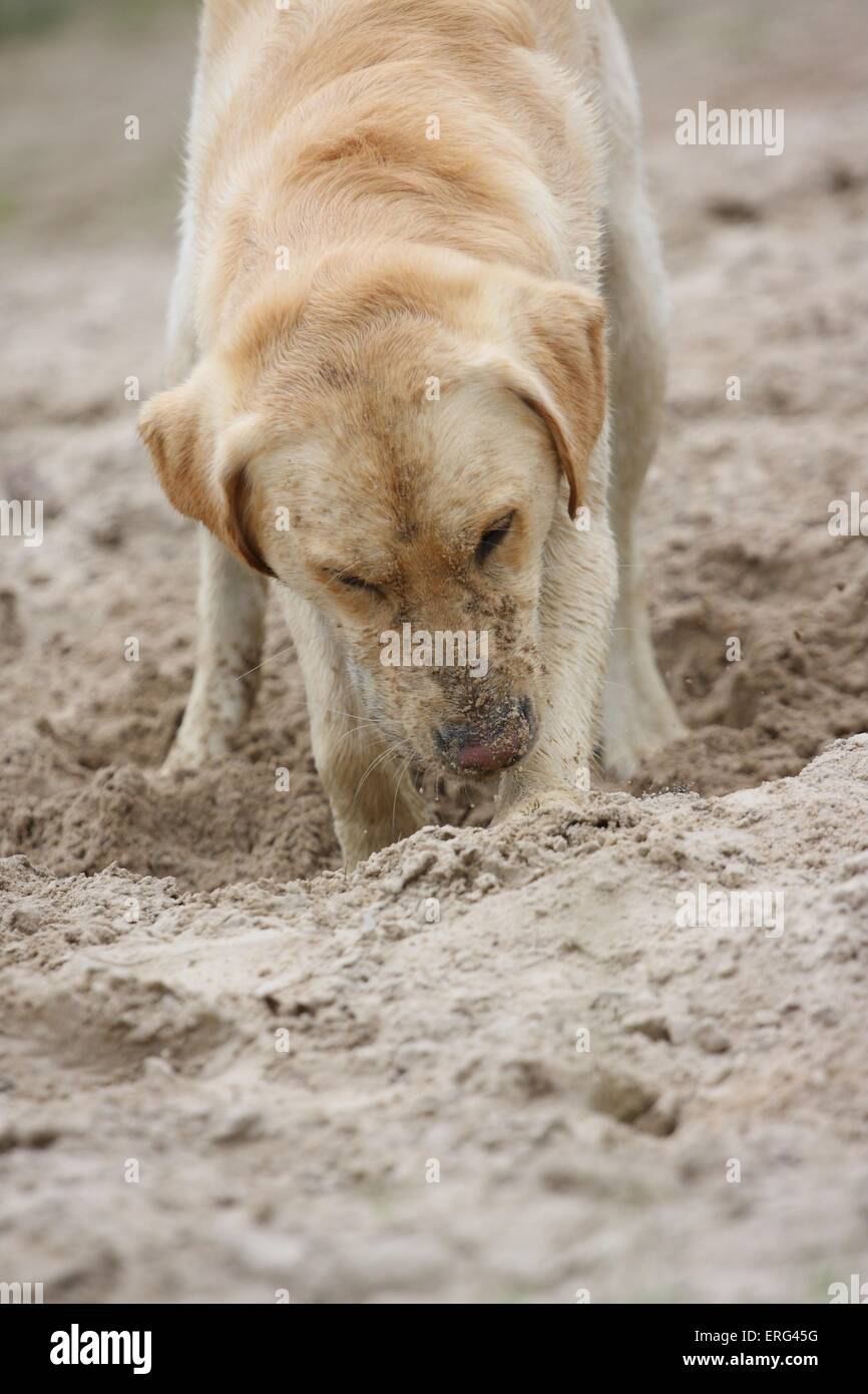 digging Labrador Retriever Stock Photo - Alamy