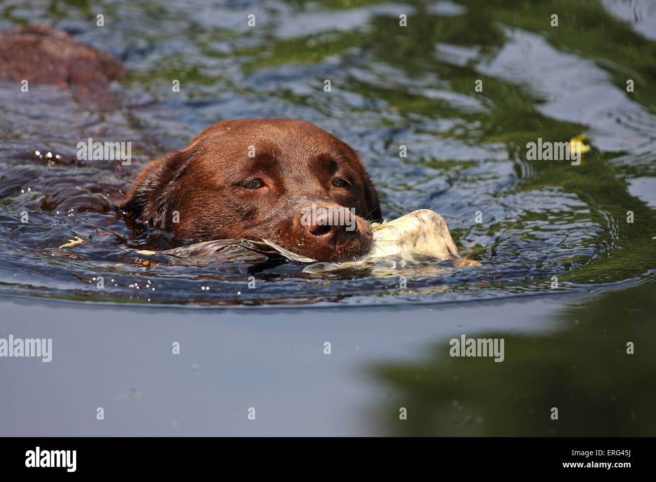 Labrador retriever with duck hi-res stock photography and images - Alamy