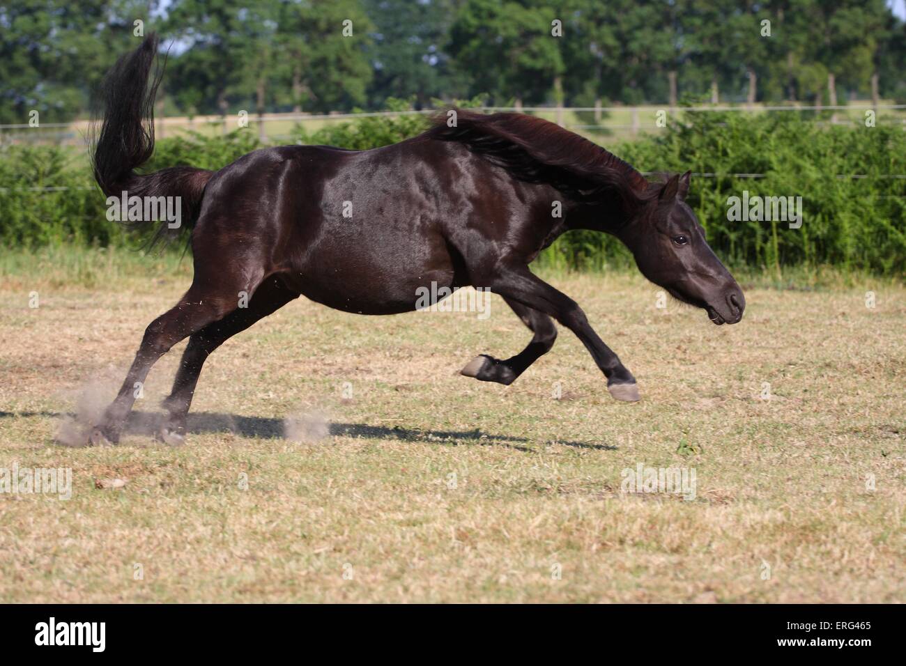 Bucking Pony High Resolution Stock Photography and Images - Alamy