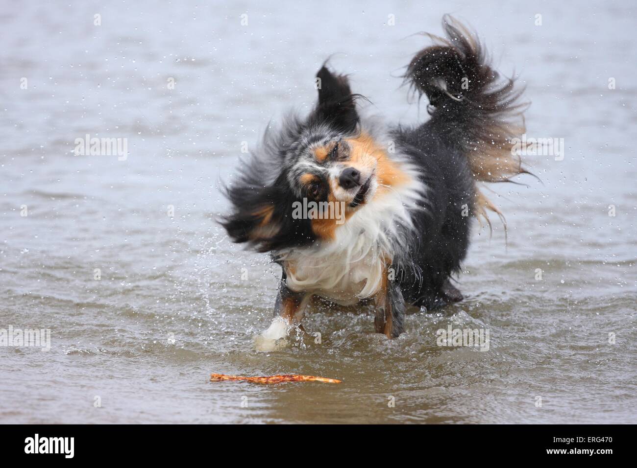 Australian shepherd shaking water hi-res stock photography and images ...