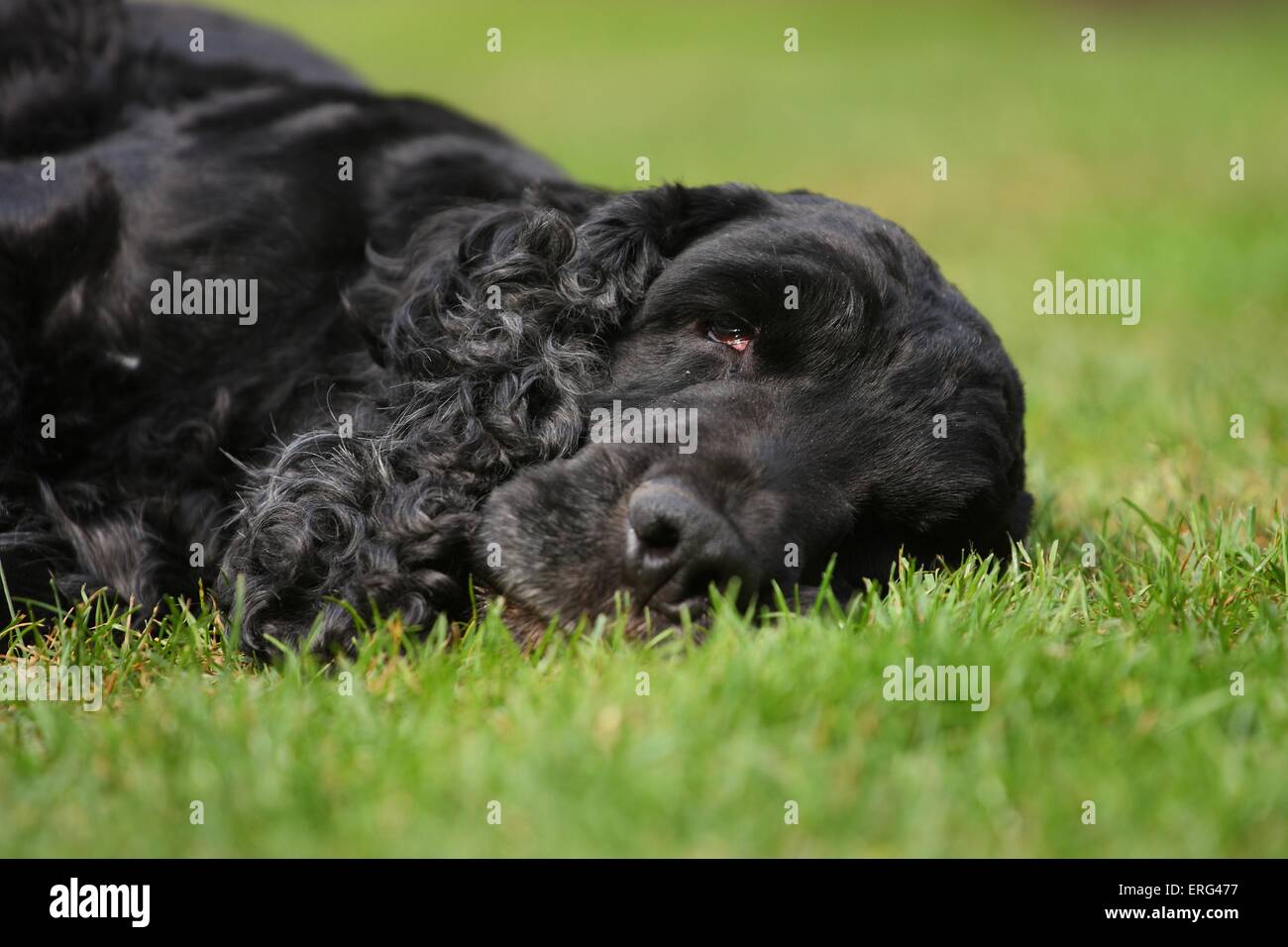 English Cocker Spaniel Portrait Stock Photo - Alamy
