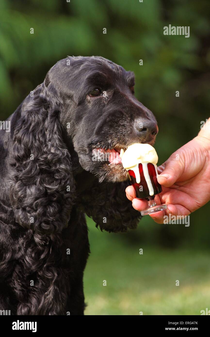 Animals eating ice cream hi-res stock photography and images - Alamy