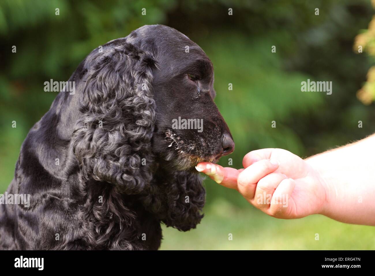 English Cocker Spaniel eating icecream Stock Photo - Alamy