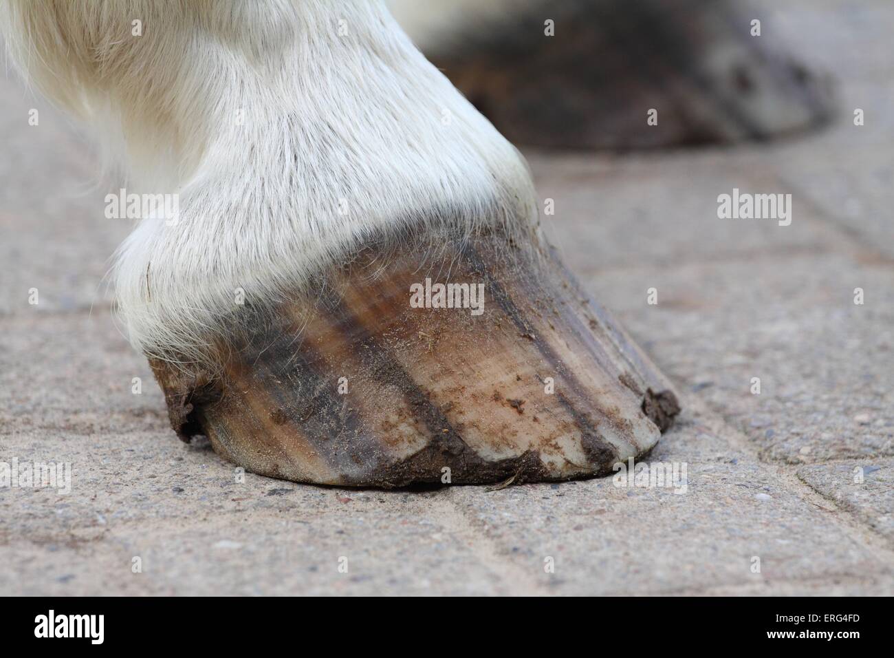 Hoofs are small hi-res stock photography and images - Alamy