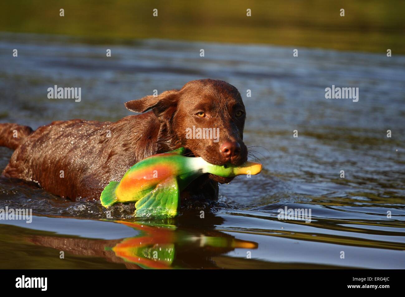 playing Labrador Retriever Stock Photo - Alamy
