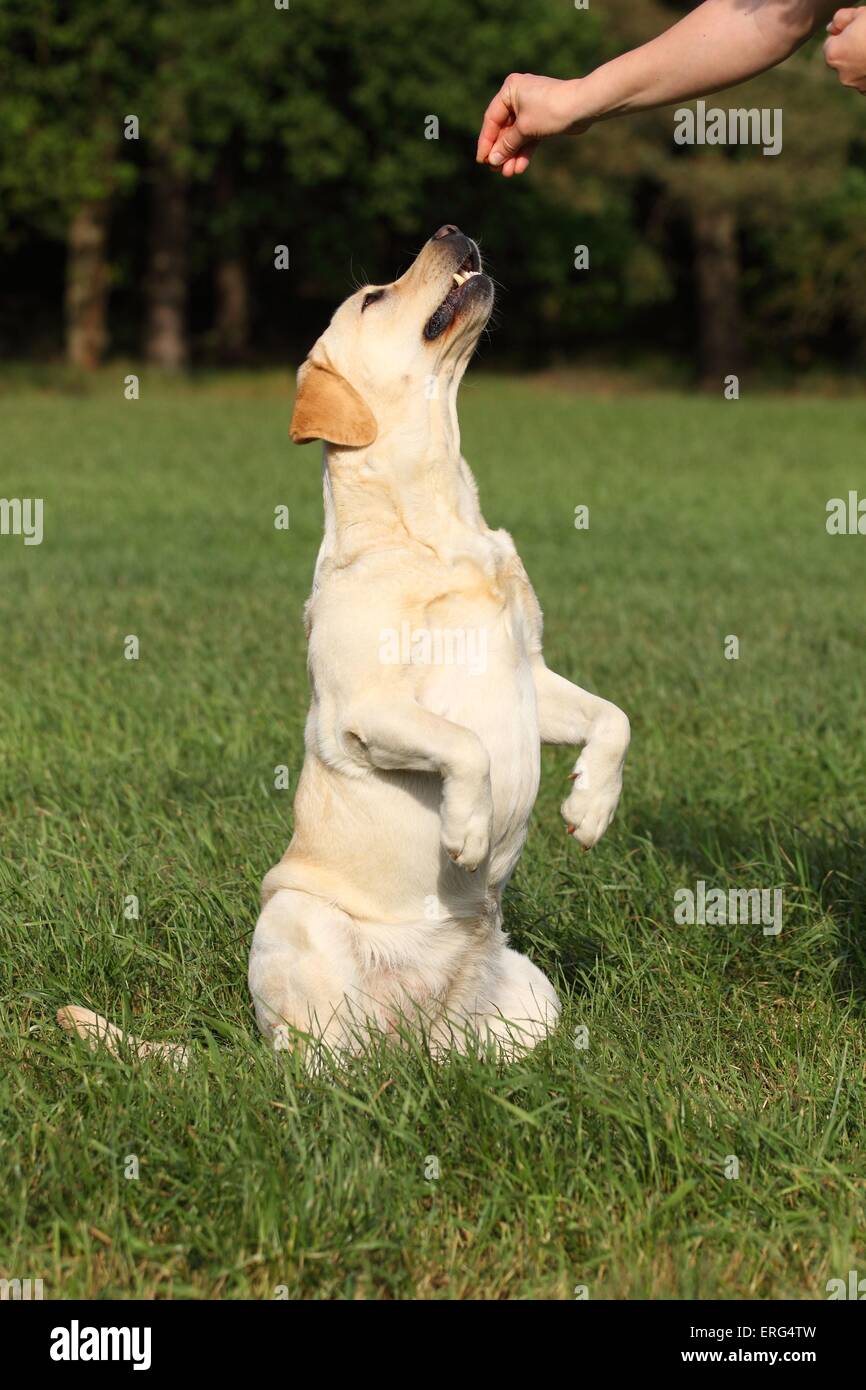 Labrador Retriever shows trick Stock Photo - Alamy