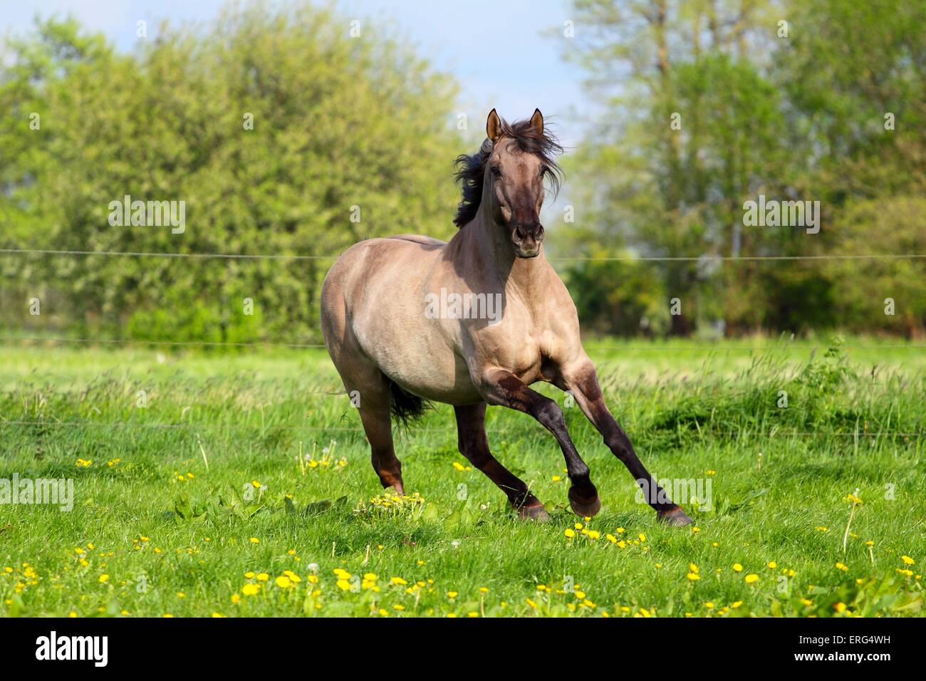 galloping pony crossbreed Stock Photo - Alamy