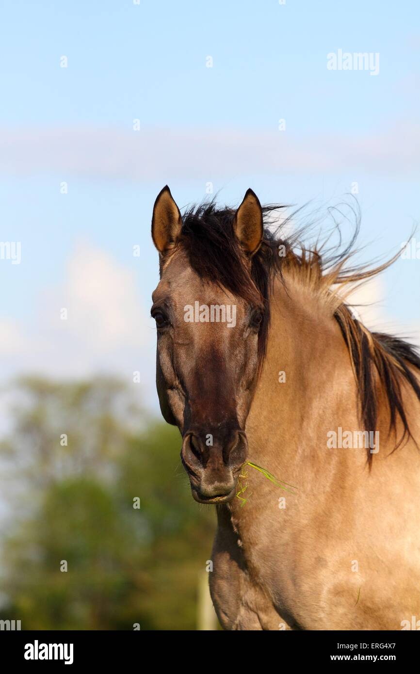 pony crossbreed Portrait Stock Photo - Alamy